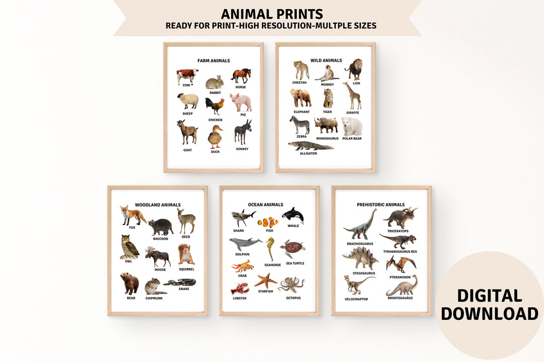 Set of 5 Animal Photo Posters, Homeschool Decor, Montessori, Playroom ...