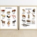 Set of 5 Animal Photo Posters, Homeschool Decor, Montessori, Playroom ...