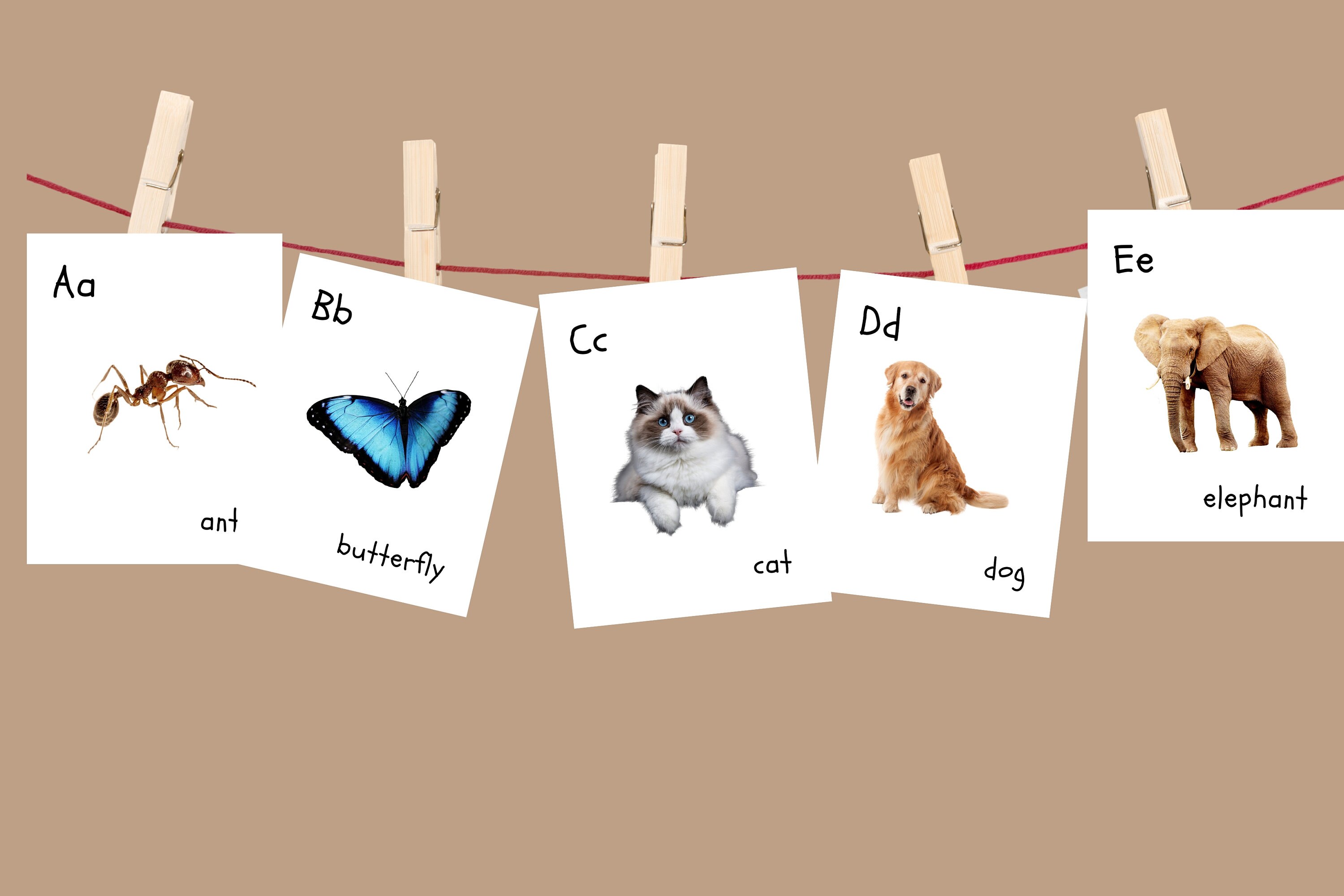 Alphabet Photo Flashcards Printable Animal Cards - Etsy