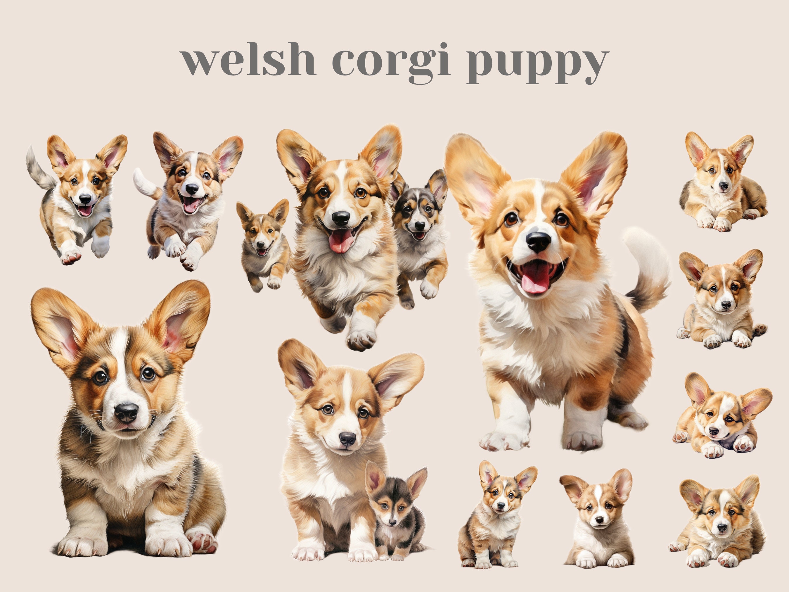 Corgi Puppy Clipart Pack, Clip Art for Commercial Use, Transparent Pngs ...
