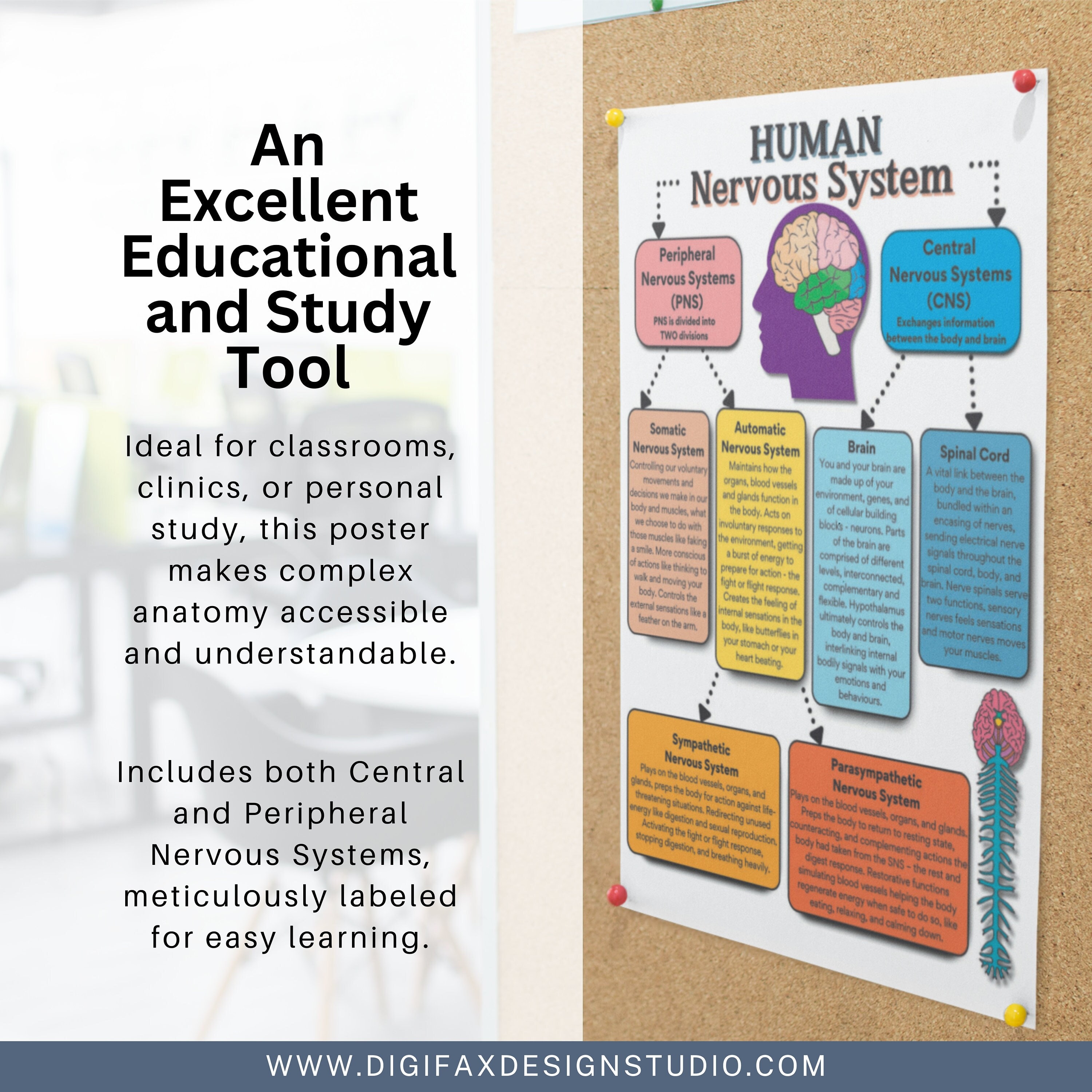 Nervous System Printable Poster Educational Art Medical Psychology ...