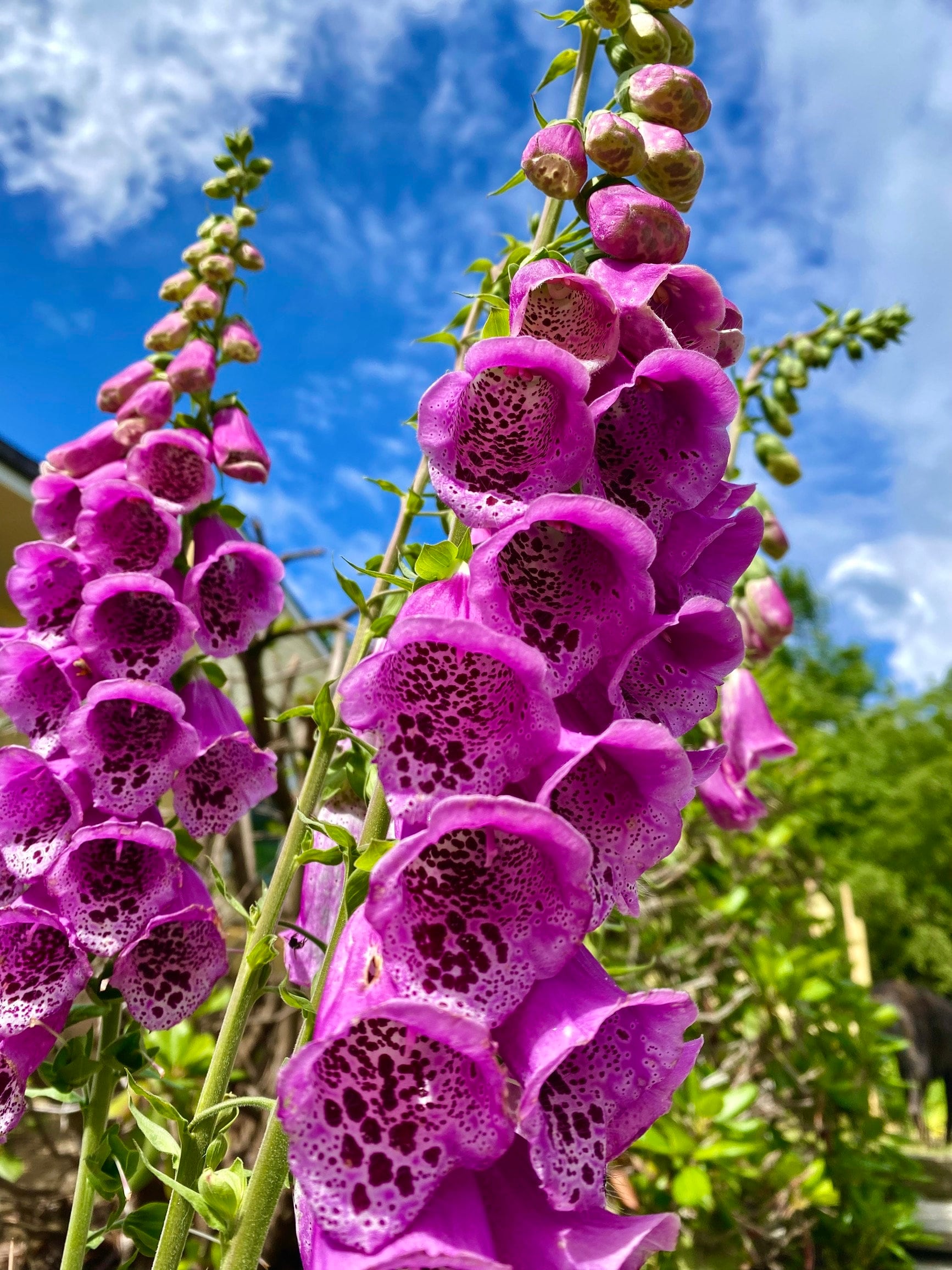 Blue Foxglove Flowers