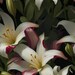 Digital Prints, Digital Images, Lily Flowers, Lilies, Art, Pictures - Etsy
