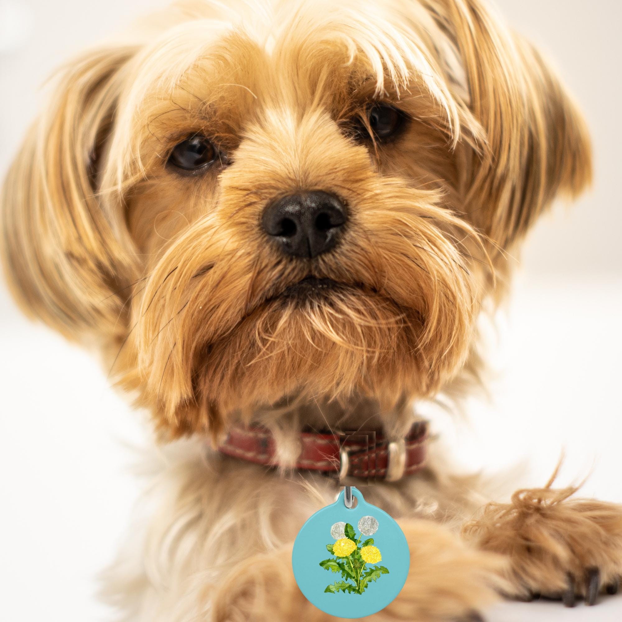 Dandelion Pet ID Tag: Personalized Dog & Cat Collar Accessory - Etsy