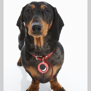 Oreo Dog Tag, Cookie, Oreo Dog Id Tag, Cookies, Cookie Dog Tag, Metal ...