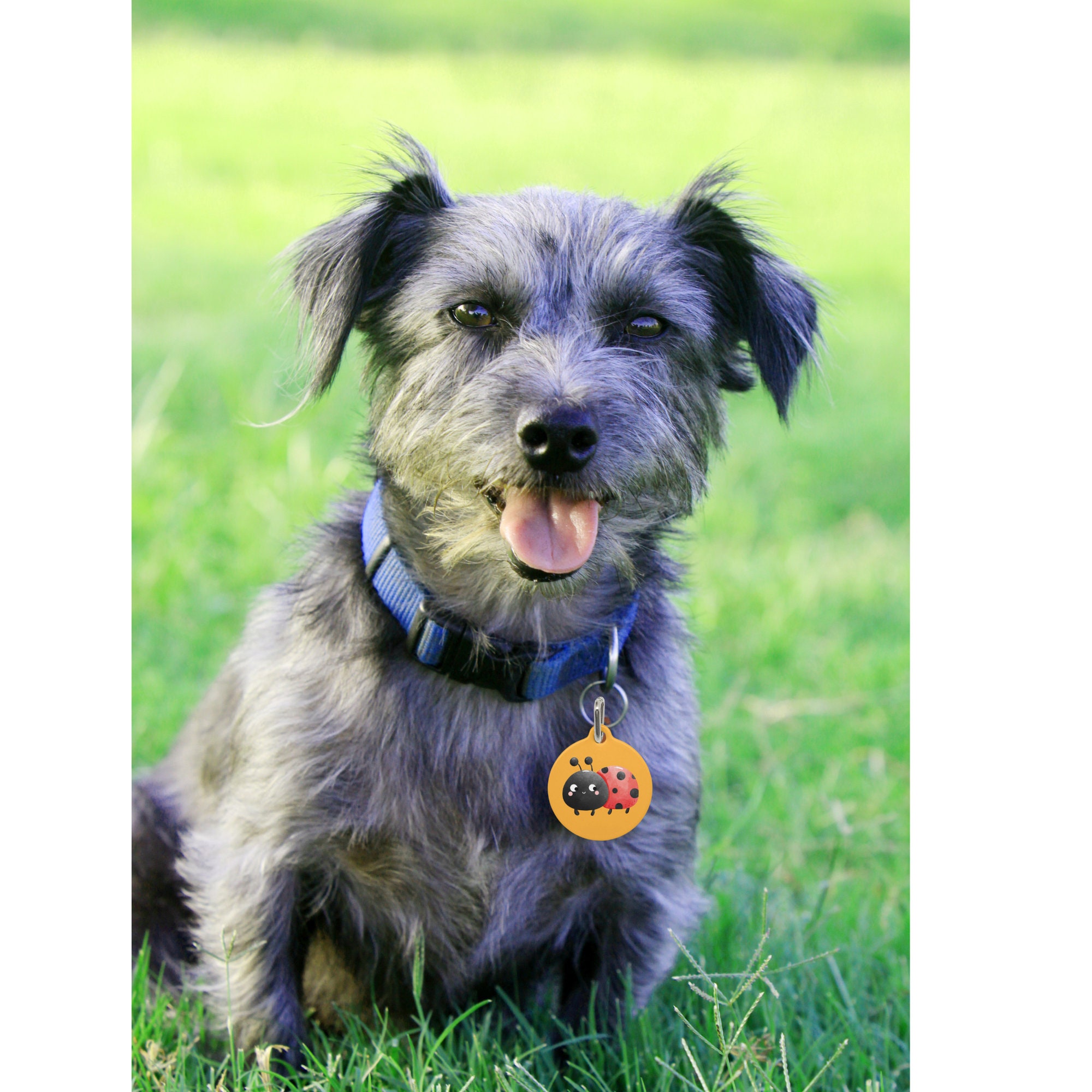 Metal Pet ID Tag for Collar, Ladybug, Dog Id Tag, Cat ID Tag, Ladybug ...