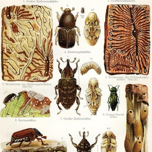 1903 FOREST BEETLES Print Original Insects Lithograph Antique Bugs ...