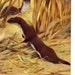 1901 Vintage WEASEL Print Wildlife Lover Decor Vintage Nature Artwork ...