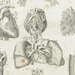 1828 Anatomical Print Antique Human Body Wall Art Vintage Anatomy ...