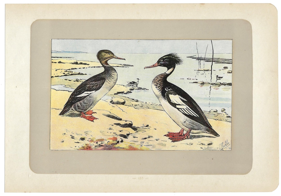 1907 Antique Duck Print Vintage Waterfowl Wall Art Bird Lover Gift ...