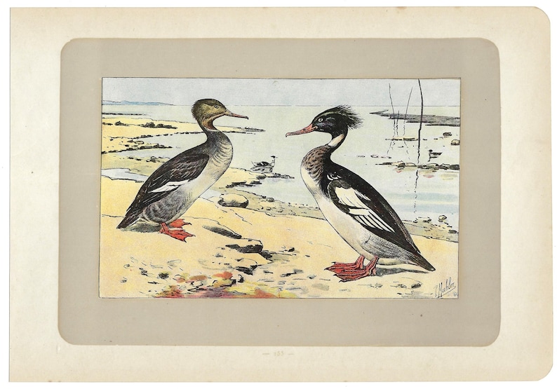 1907 Antique Duck Print Vintage Waterfowl Wall Art Bird Lover Gift ...