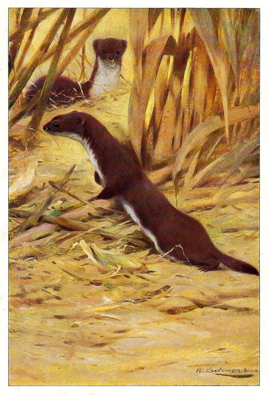 1901 Vintage WEASEL Print Wildlife Lover Decor Vintage Nature Artwork ...