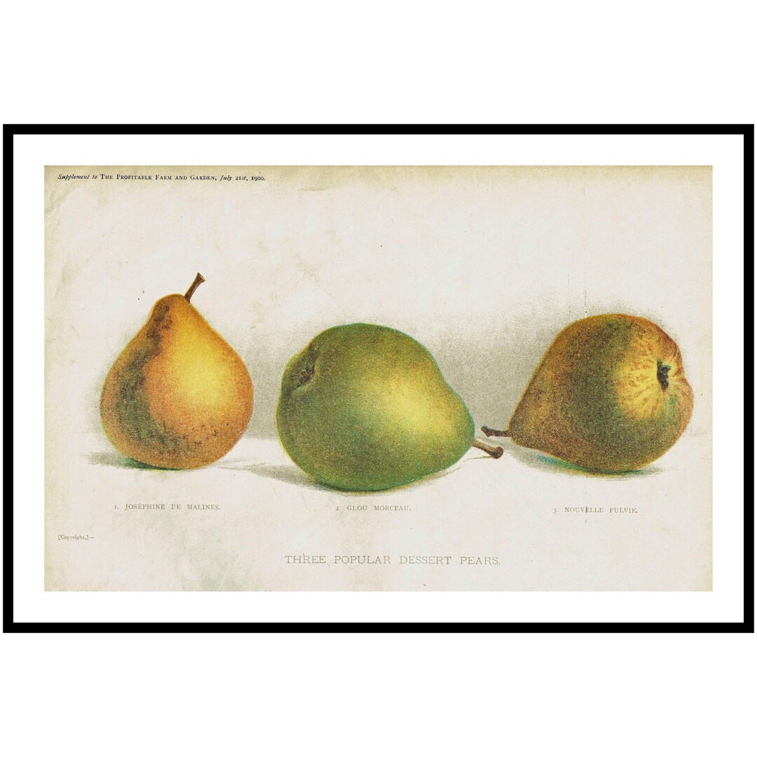 1900 Original Dessert Pears Lithograph Antique Fruits Wall Art Rustic ...
