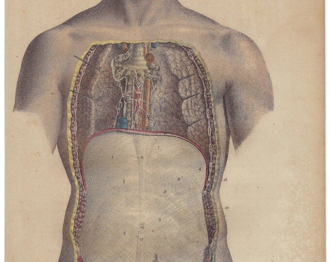 1897 Antique Print of ANTHROPOLOGY, MEDICINE: Physiognomy of Different ...