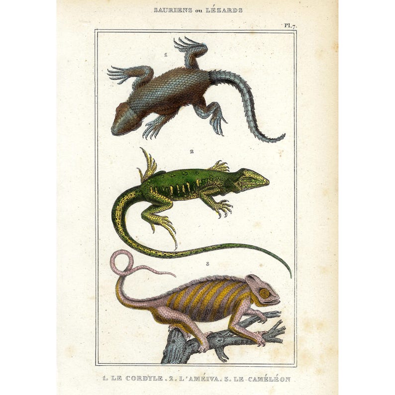 1836 Antique Chamaleon Print Hand Colored Lizard Print Vintage Reptile ...