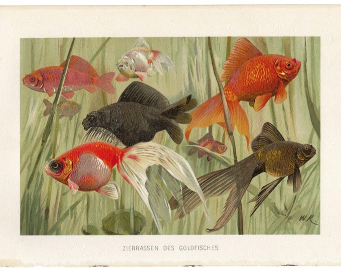 1893 Aquarium Lithograph. Original Antique Print. Ornamental Breeds of ...