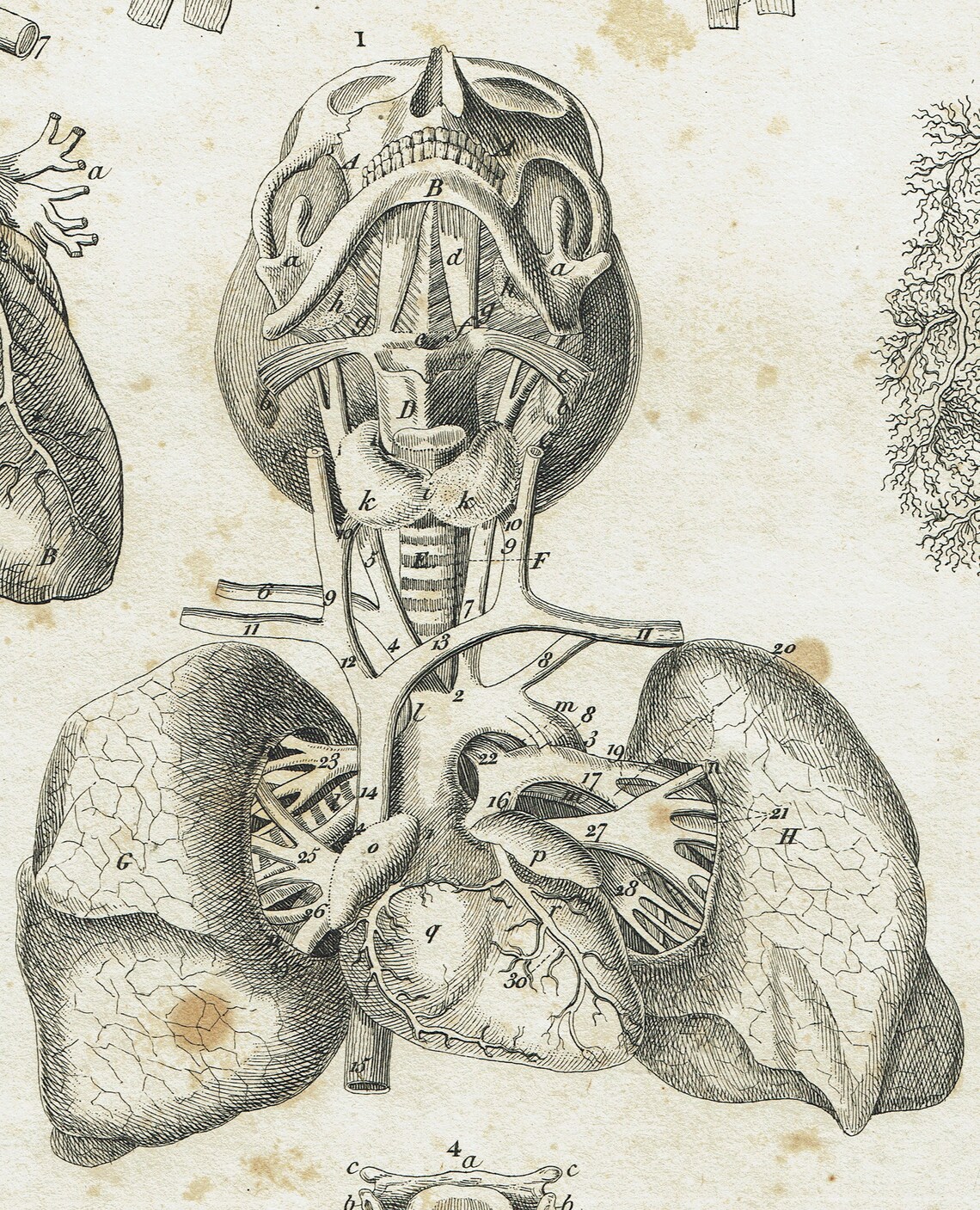 1828 Anatomical Print Antique Human Body Wall Art Vintage Anatomy ...