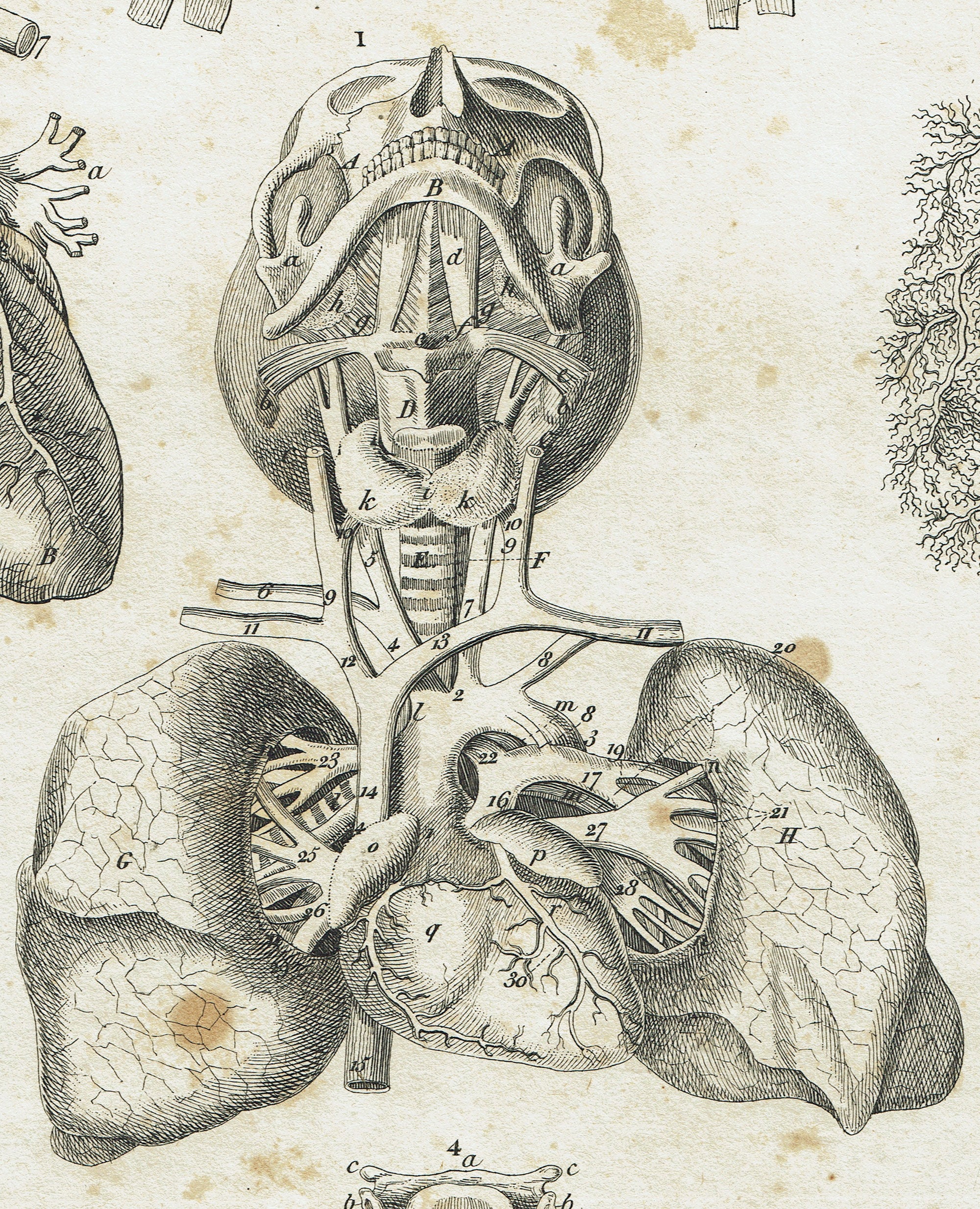 1828 Anatomical Print Antique Human Body Wall Art Vintage Anatomy ...