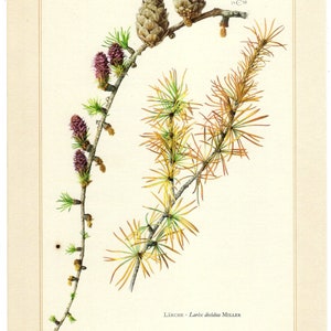 1958 LARCH TREE Botanical Print Vintage Flower Art Cottage Wall Art ...