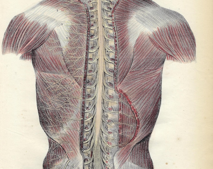 1897 Antique Print of ANTHROPOLOGY, MEDICINE: Physiognomy of Different ...