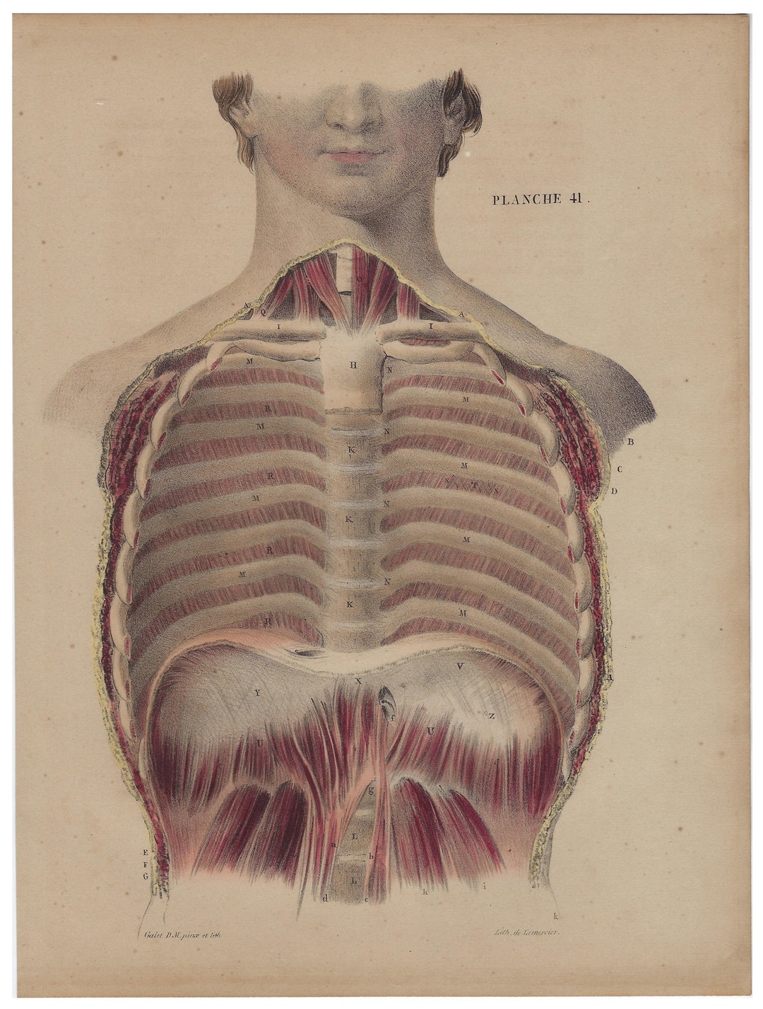 1854 HUMAN ANATOMY Lithograph Antique Medical Wall Decor Phisiology ...