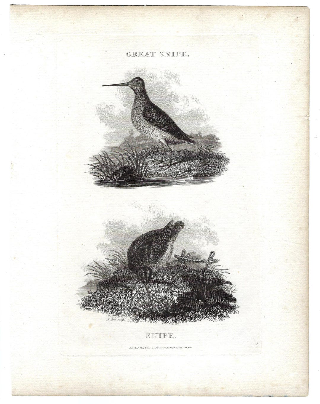 1802 GREAT SNIPE and Common SNIPE Antique Engraving. Game Birds Antique ...