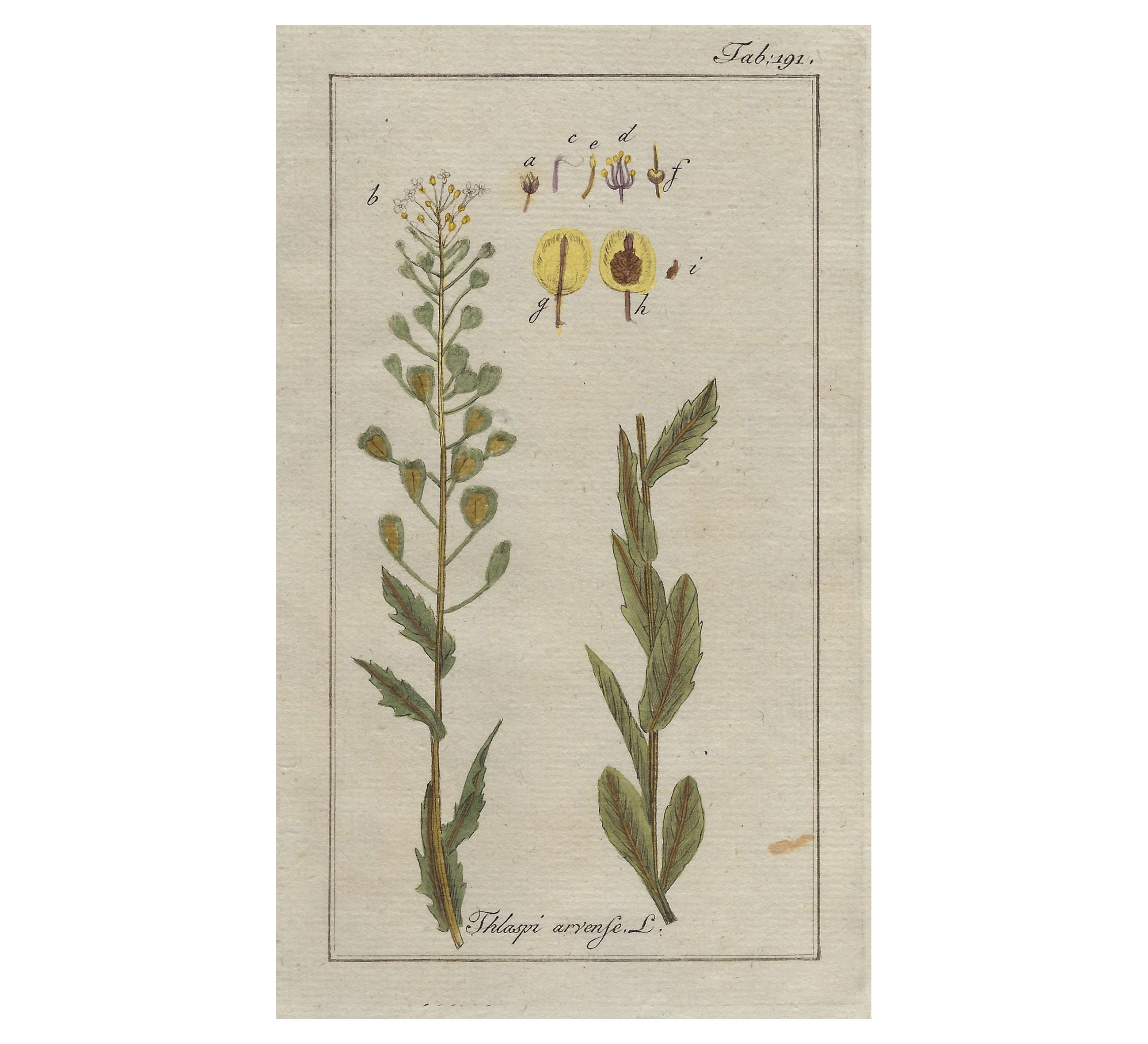 1796 Antique Botany Engraving Antique Plants Print Hand Colored Old ...