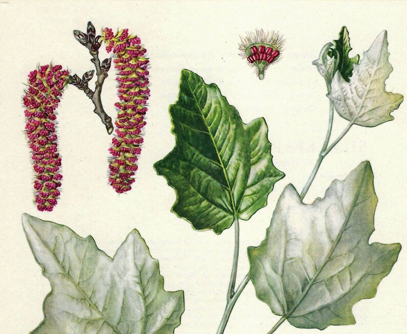 1958 Botanical Print Vintage Flower Art Farming Wall Art Flower Print ...