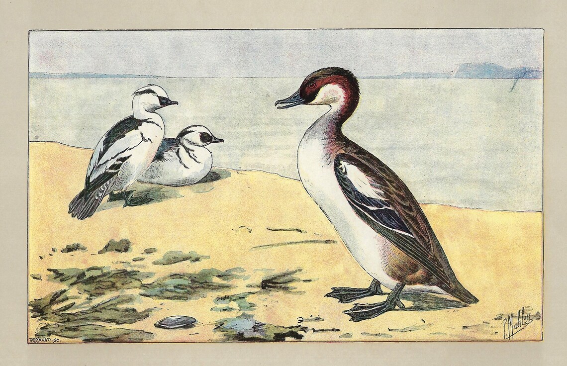 1907 Antique Duck Print Vintage Waterfowl Lithograph Bird Lover Print ...