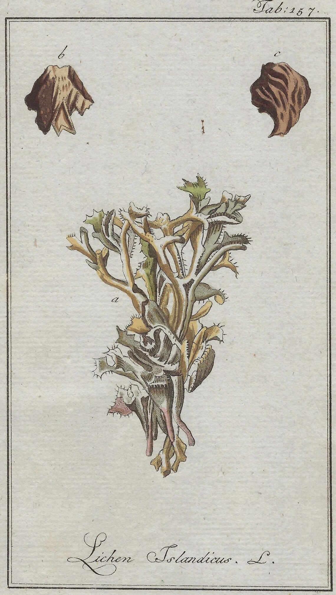 1796 Lichen Print Antique Botanical Engraving Hand Colored Botany Print ...