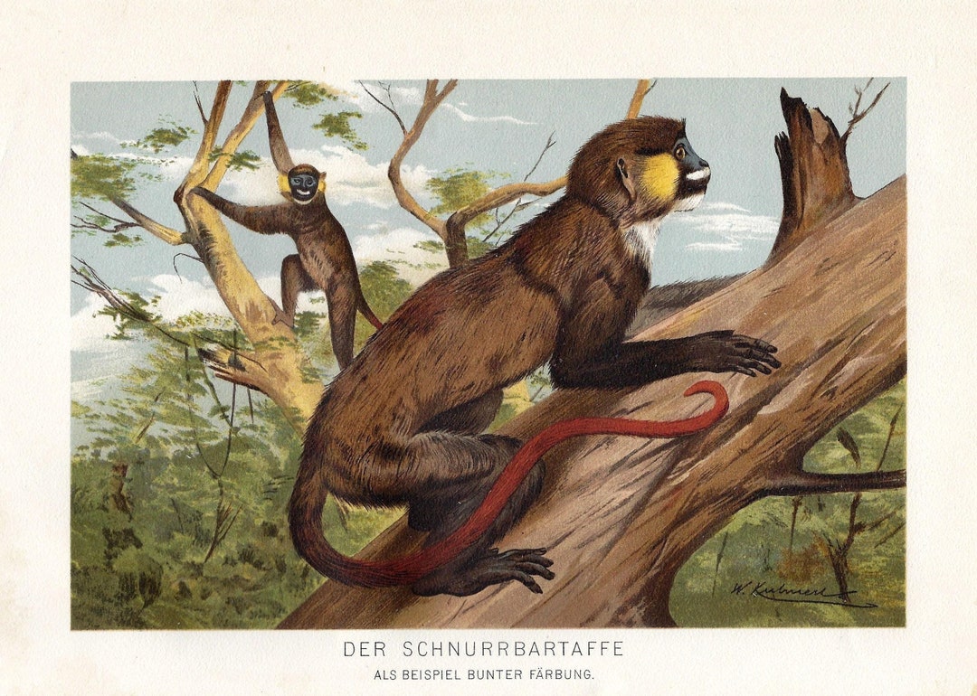 1893 Bearded Monkey Antique Print Vintage Primate Art Fine Quality ...