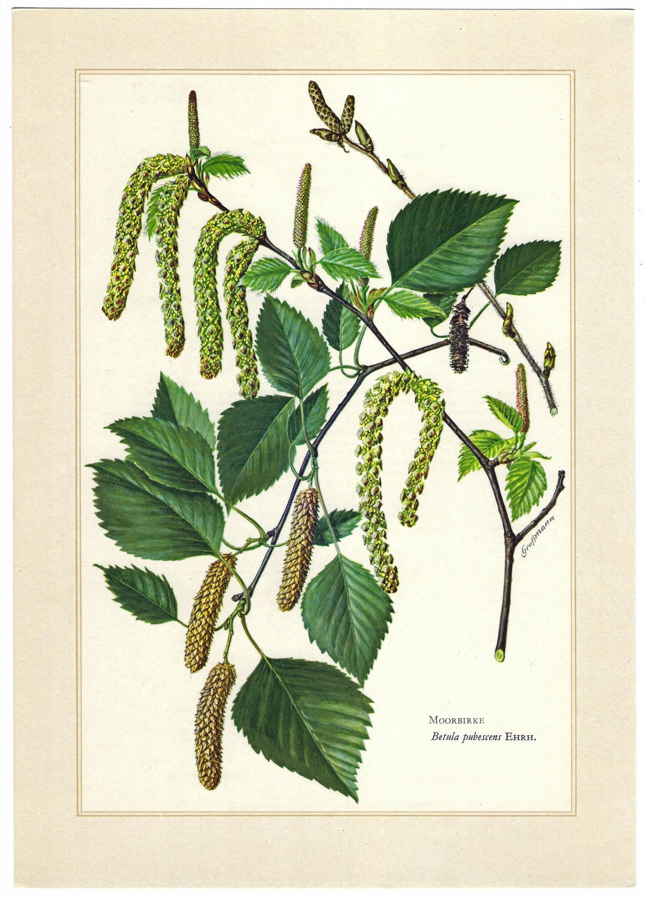 1959 White Birch Print Botanical Tree Illustration Vintage Wall Art ...