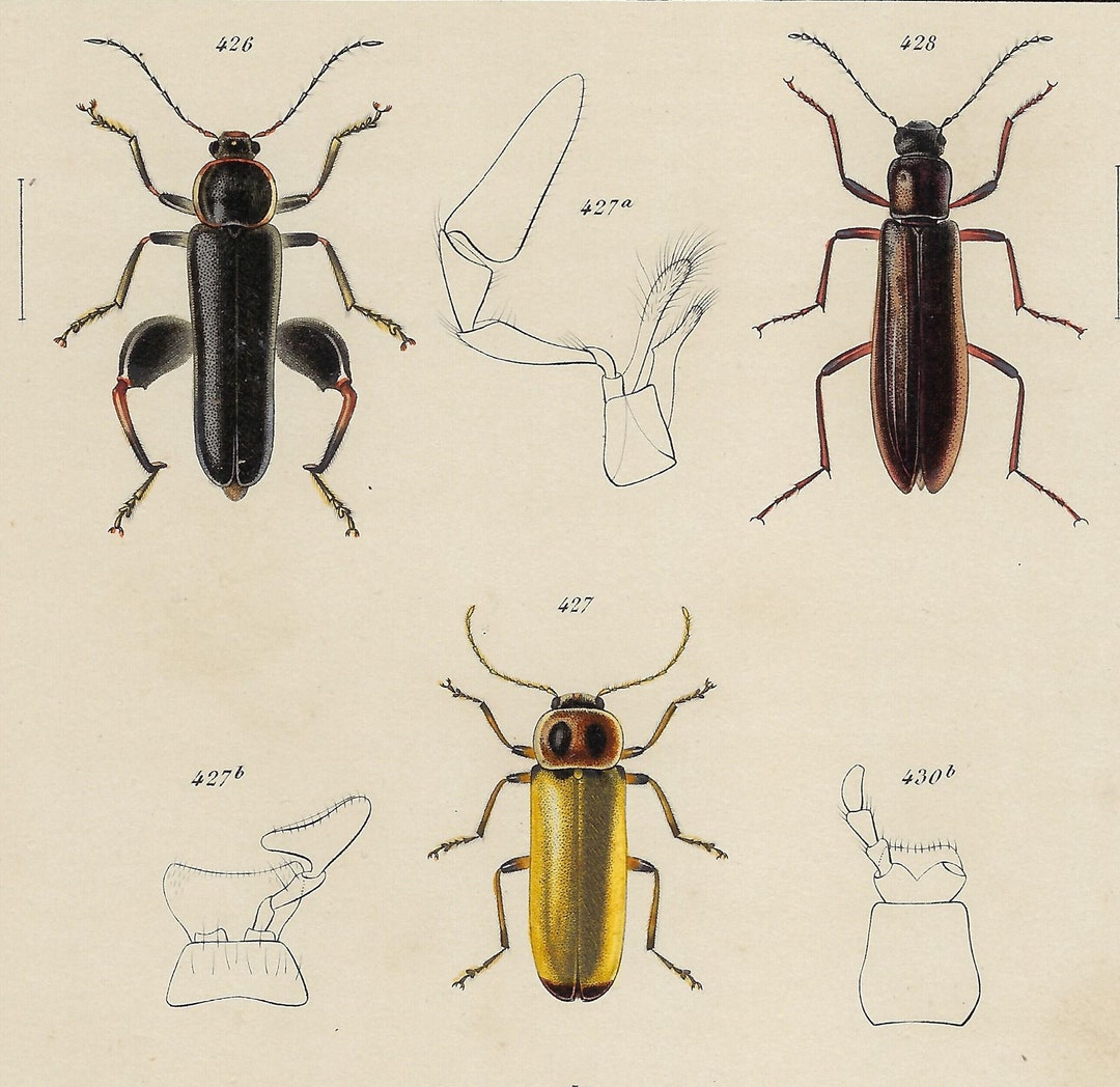 1859 Insects Print, Bugs Print, Vintage Beetles, Beetle Wall Art ...