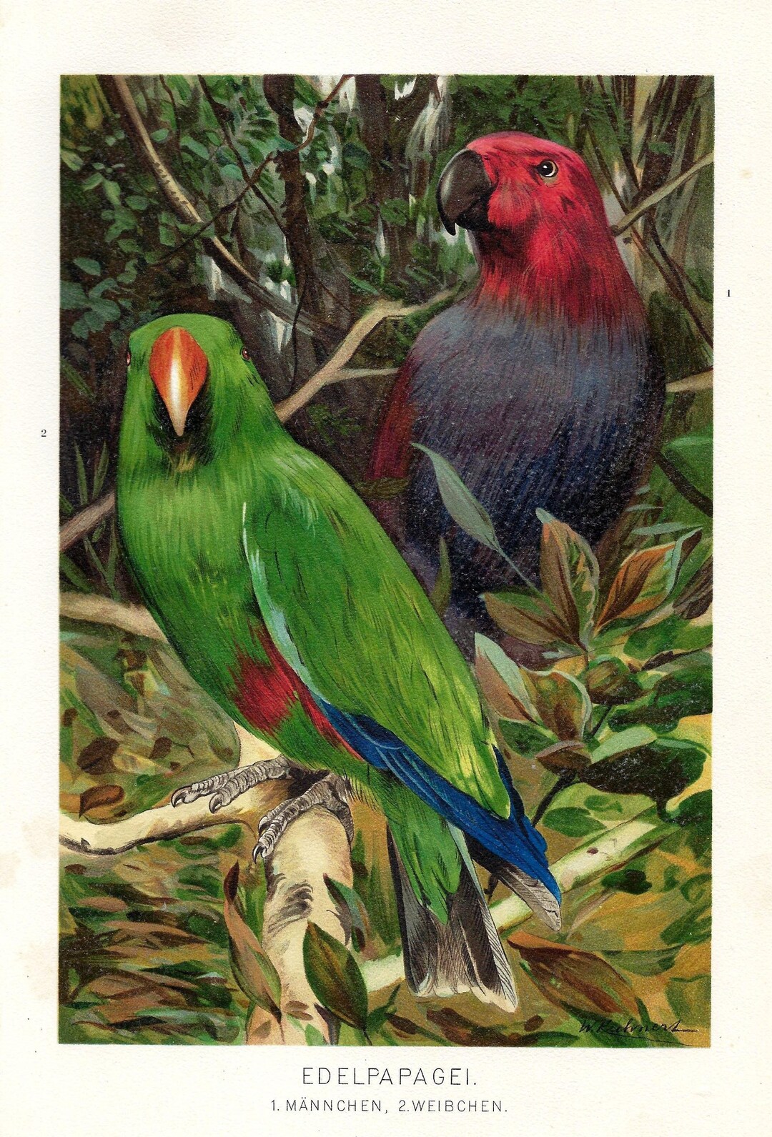 1893 PARROTS Birds Antique Print Parrot Vintage Lithograph Natural ...