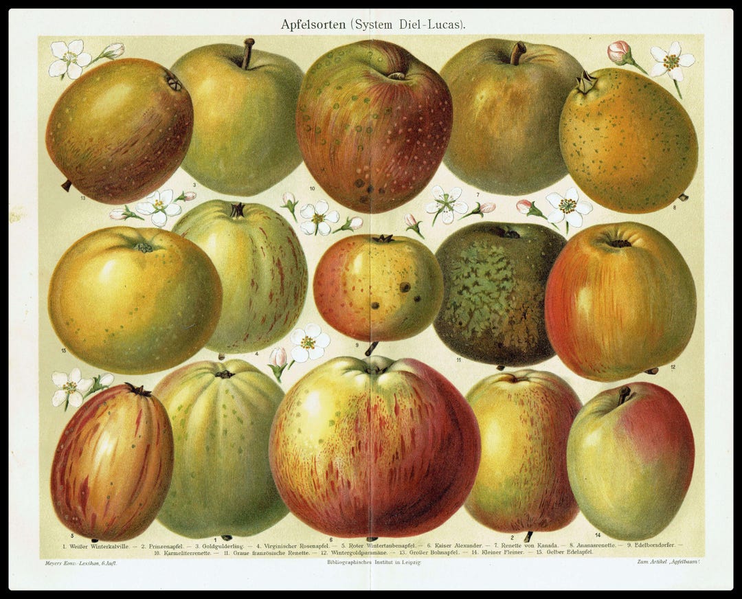 1903 Antique APPLES Print Vintage Apples Kitchen Decor Fruits Botanical Wall Art Fruits Home ...