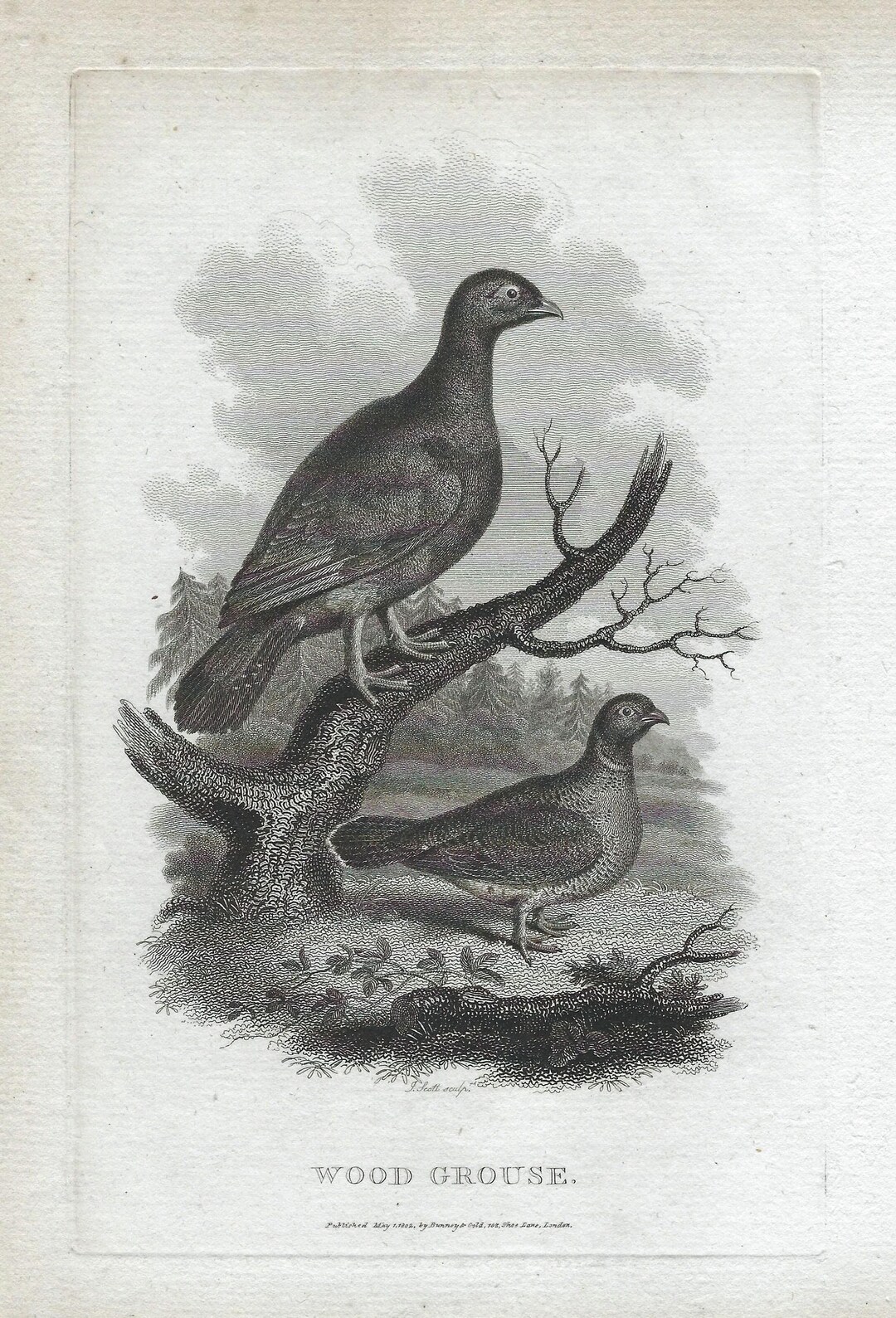 1802 - Antique WOOD GROUSE Print Vintage Game Birds Engraving Hunting ...