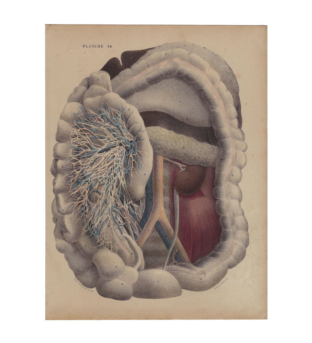 1854 ANATOMY Antique Print. HUMAN BODY Original Print. Internal Organs ...