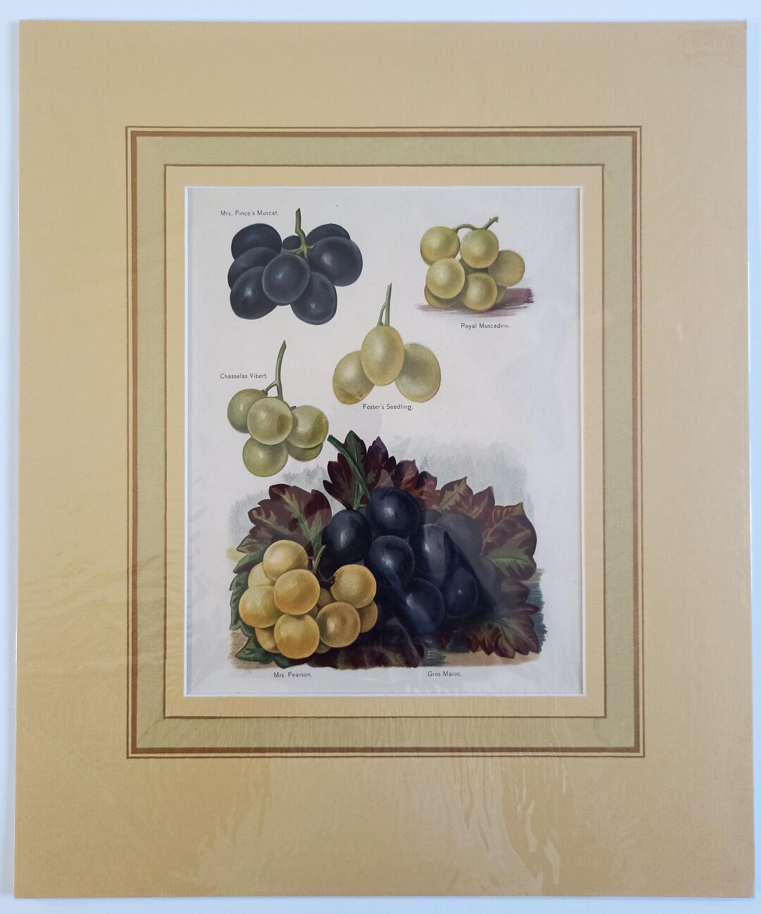 1891 Antique Fruits Print. Fruit Print of Grapes. 19th Century Color ...