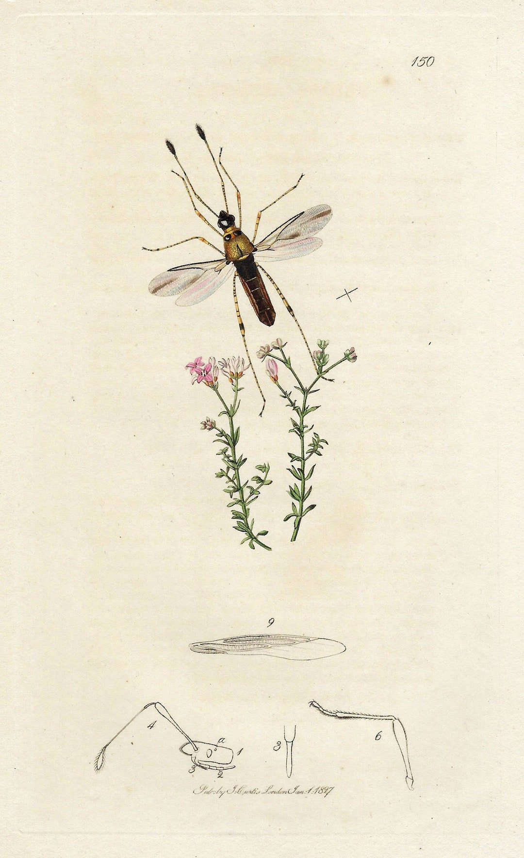 1827 INSECT Print Antique Botanical Wall Art Hand-colored Engraving ...