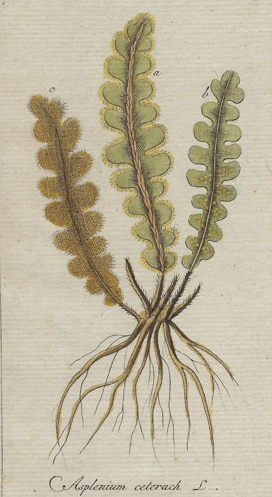 1796 ASPLENIUM CETERACH, Rustyback Fern, 18th Century Original Print ...