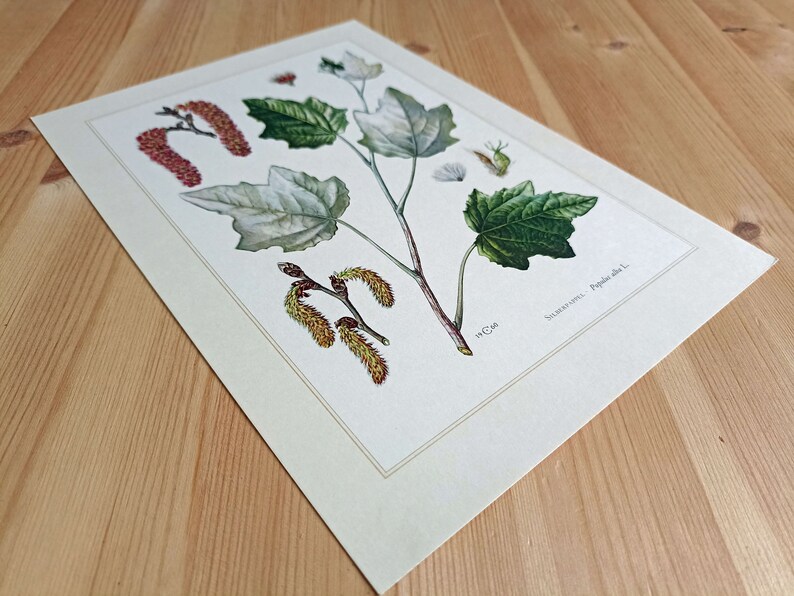 1958 Botanical Print Vintage Flower Art Farming Wall Art Flower Print ...