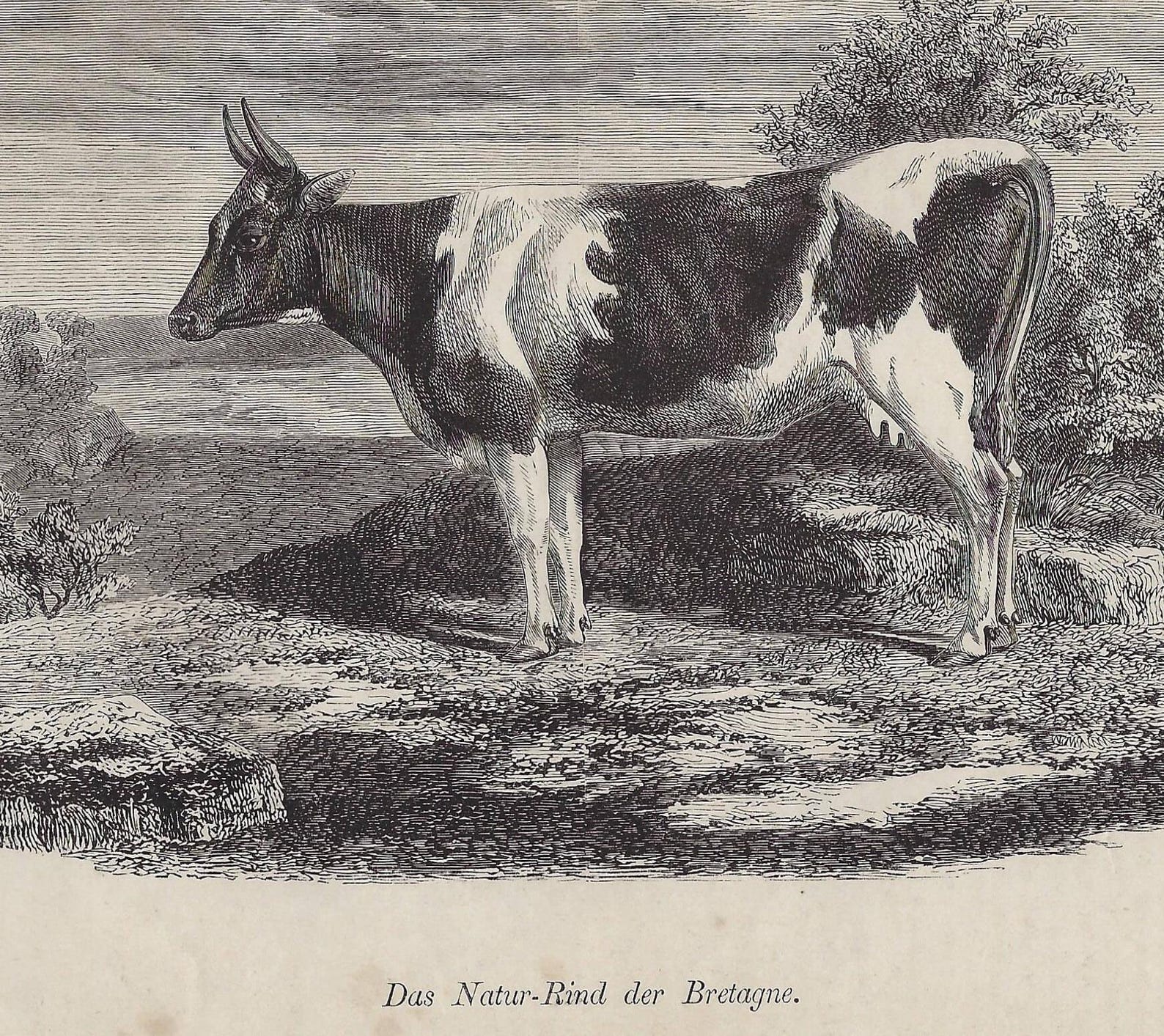 1860 Antique Print of BRETON COW Farming Engraving Cow Print Domestic ...