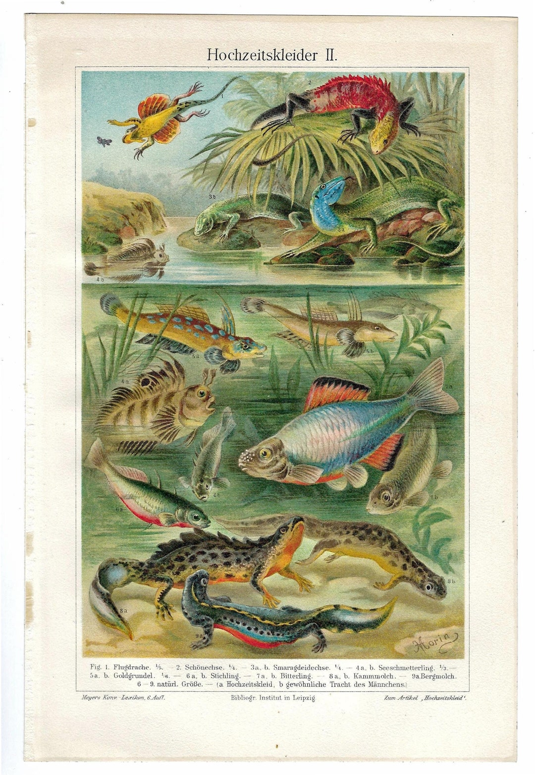 1903 Freshwater Fishes Print Amphibian and Reptil Lithograph Antique ...
