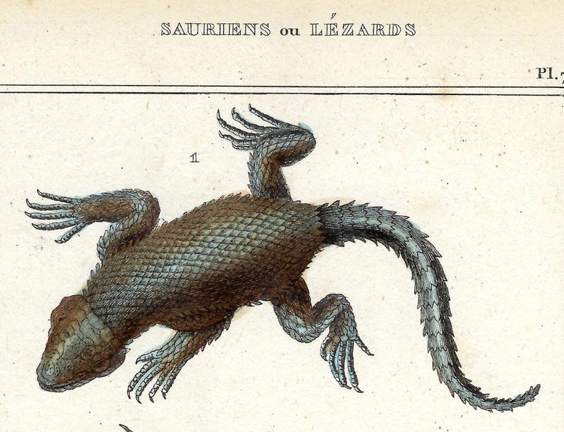 1836 Antique Chamaleon Print Hand Colored Lizard Print Vintage Reptile ...