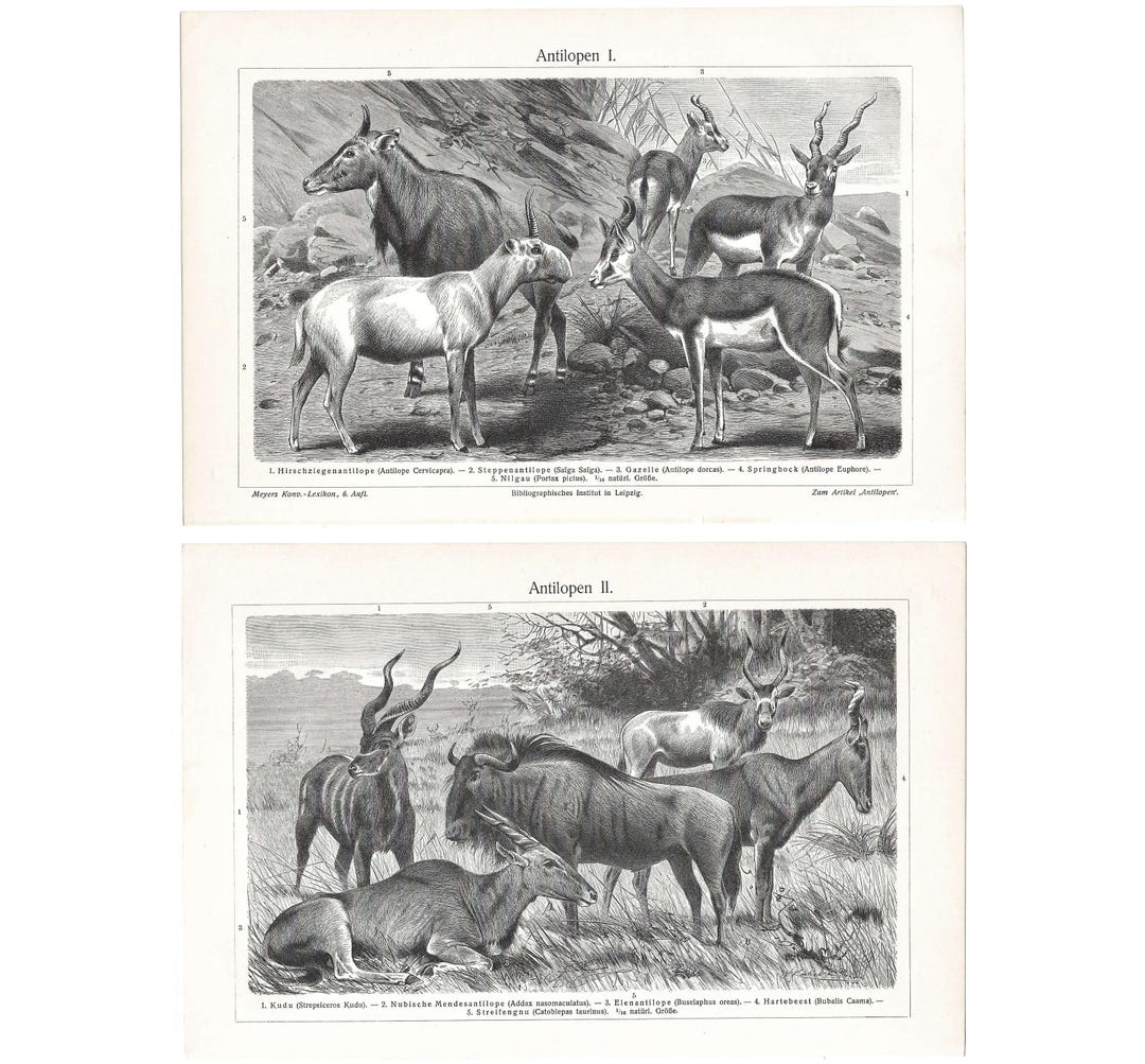 1903 Antique Print of ANTELOPES. Blackbuck Antelope, Dorcas Gazelle ...