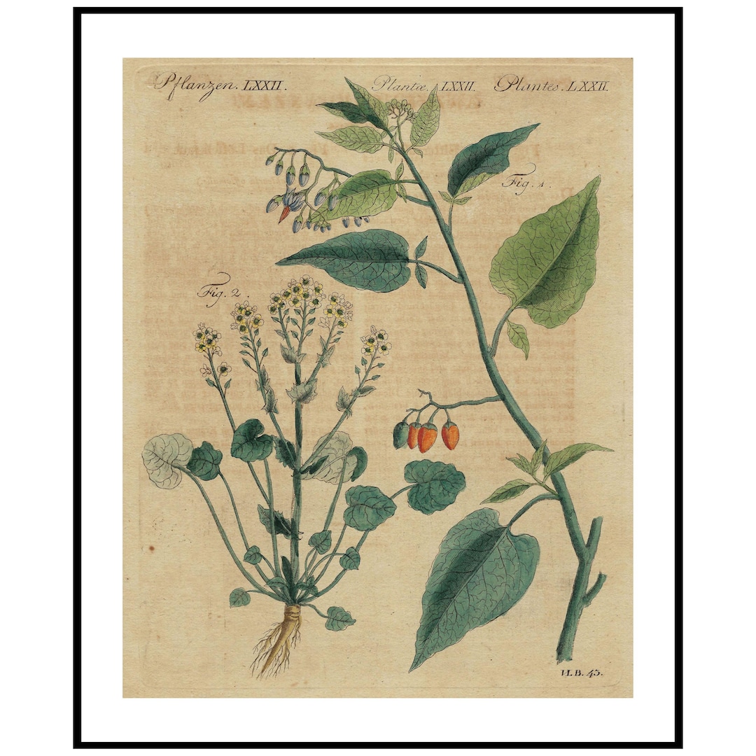 1798 Antique Botanical Print Flower Gallery Wall Art Vintage Medicinal ...