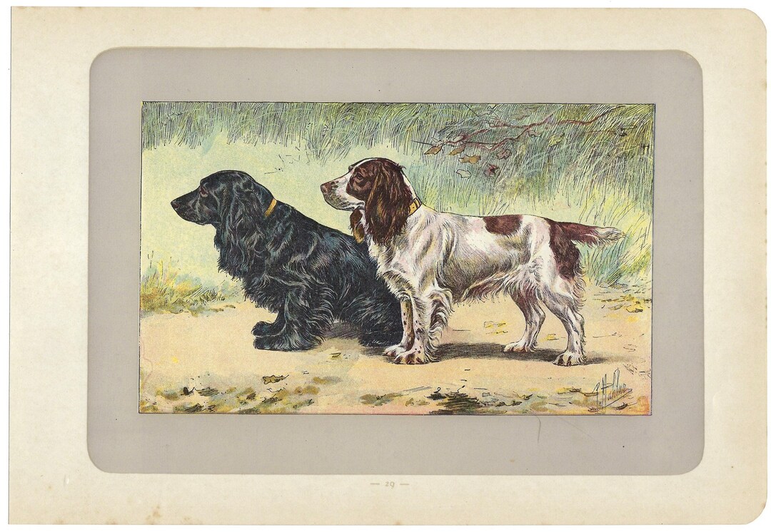 1907 COCKER SPANIEL. Spaniel Dogs Print. Original Antique Hunting Dog ...