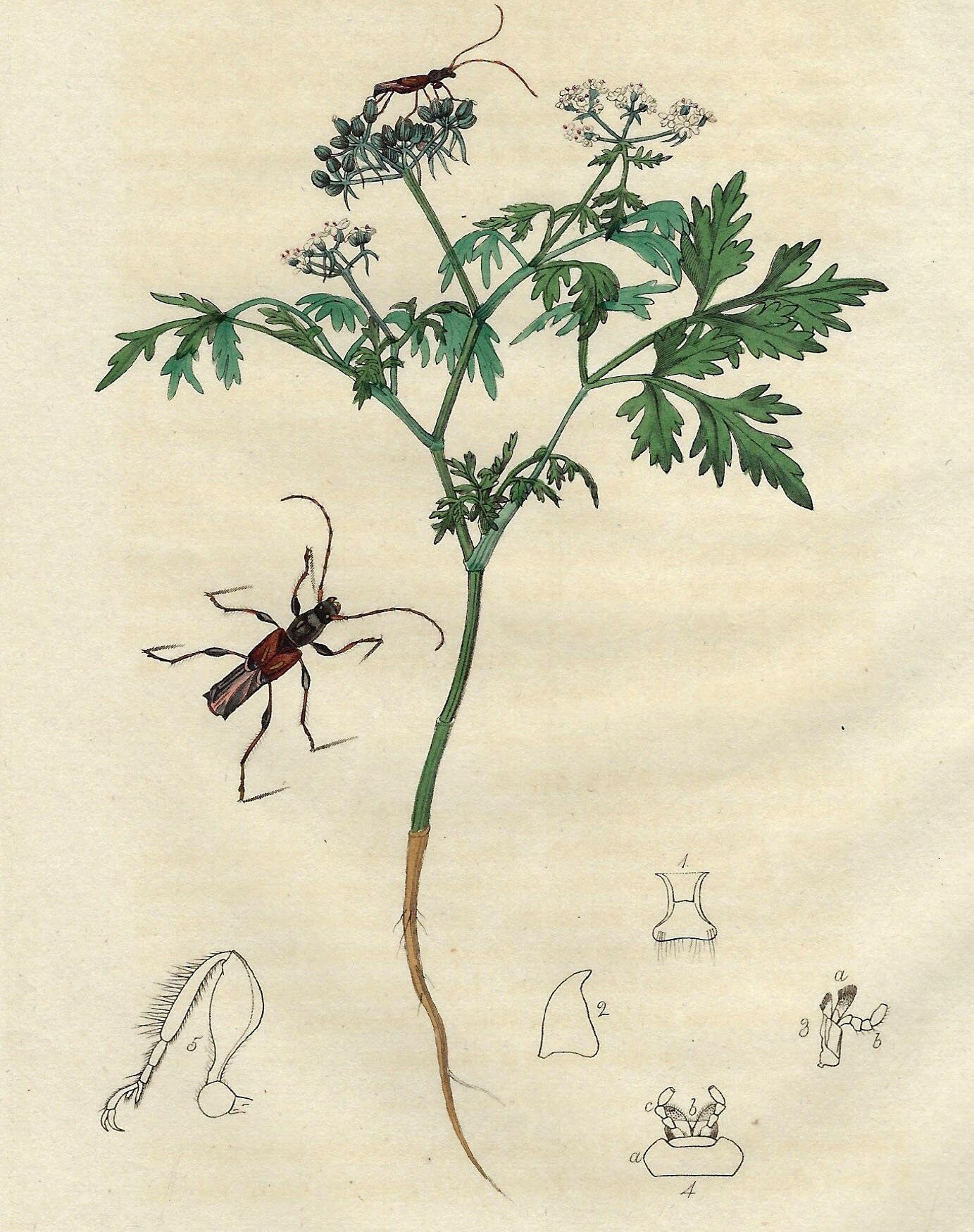 1824 NECYDALIS MINOR. Entomology Wall Art, Original Antique Print ...