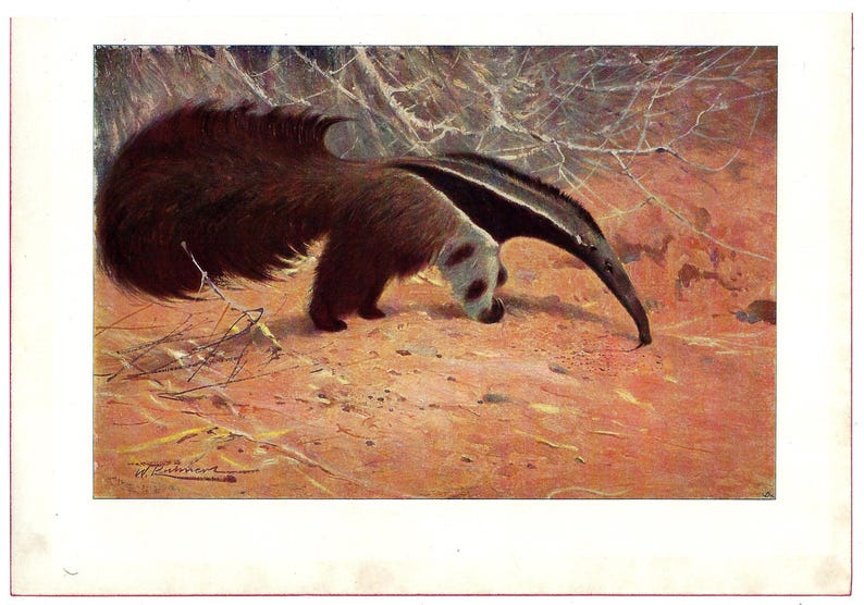 1901 Giant Anteater Print Antique Tropical Wildlife Print Vintage ...