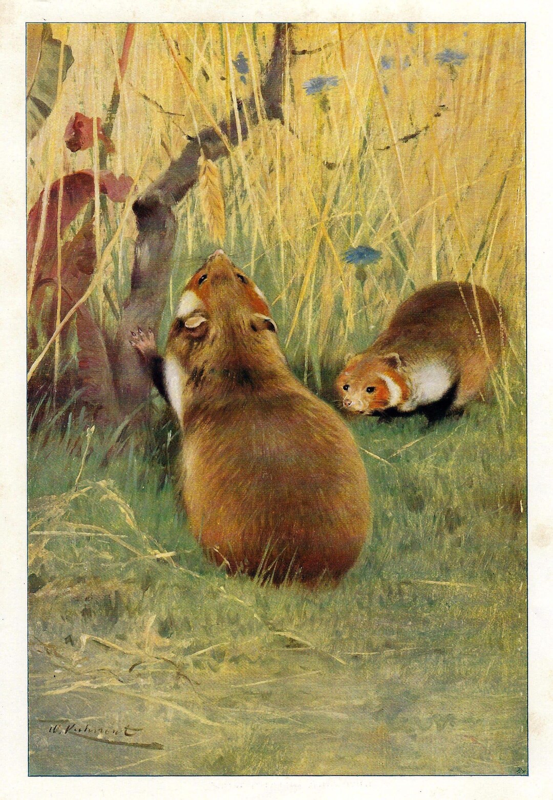 1901 Vintage HAMSTER Print Antique Wildlife Poster Lodge Decor Pet ...
